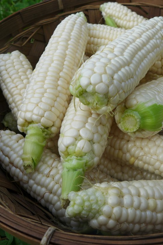 40 Heirloom Sweet White Corn Luther Hill Seeds