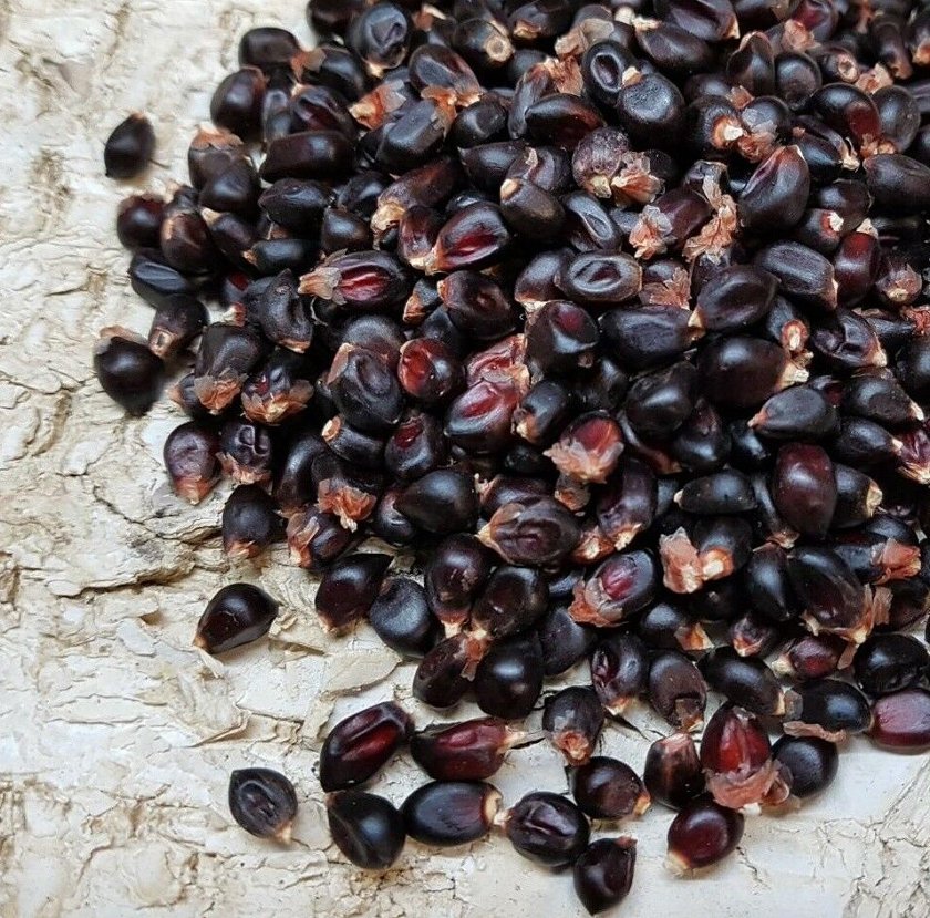 100 Native Heirloom Dakota Black Popping Corn Seeds