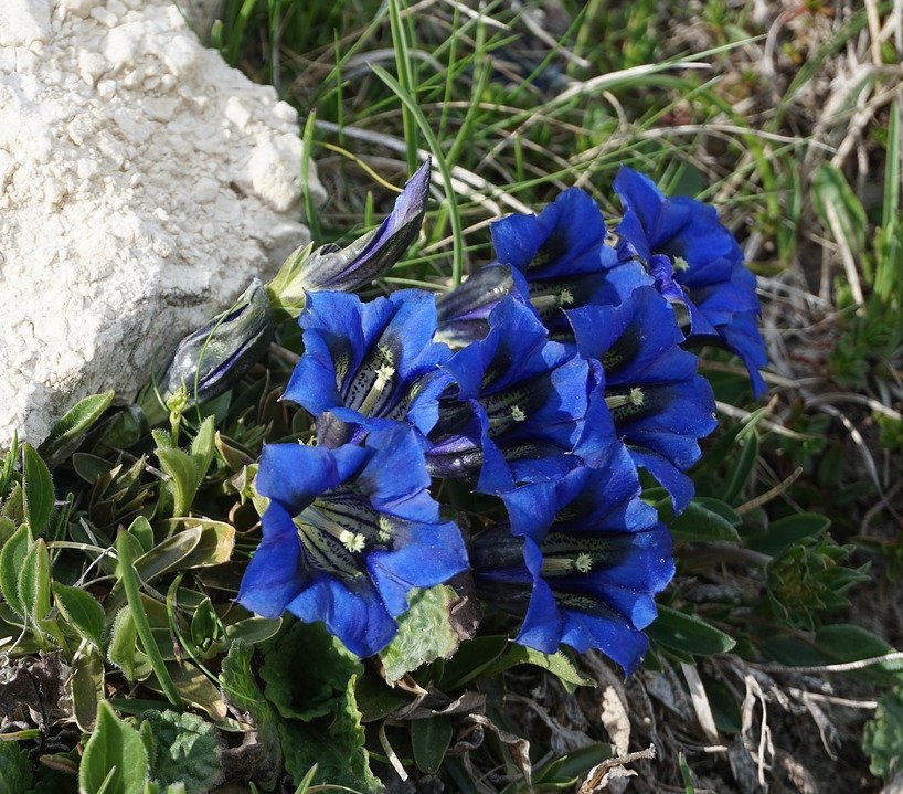 40 Wild True Blue Trumpet Gentian Gentiana Seeds