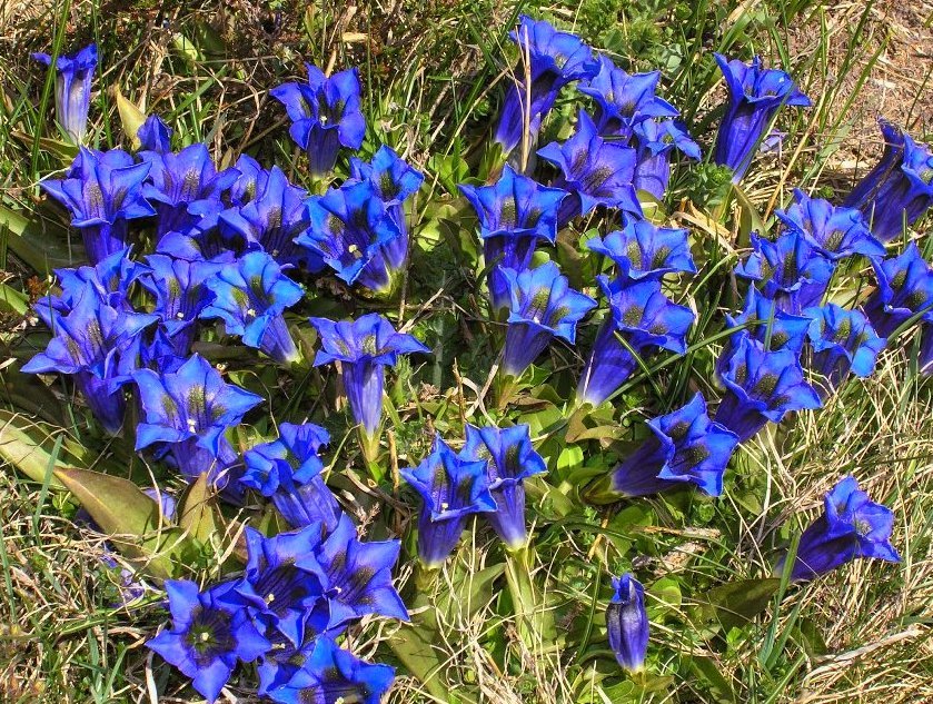 40 Wild True Blue Trumpet Gentian Gentiana Seeds