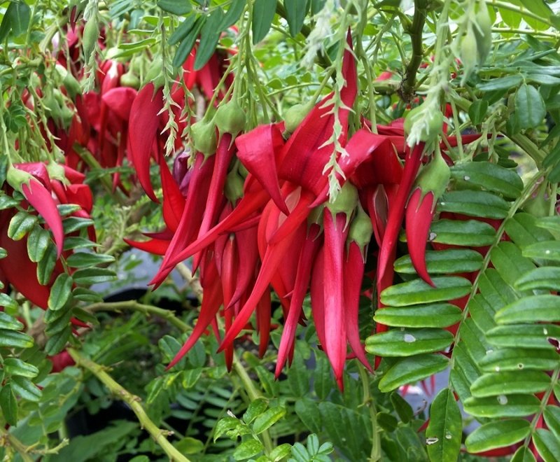 5 Red Lobster Claw Giant Kaka Beak Clianthus Seeds