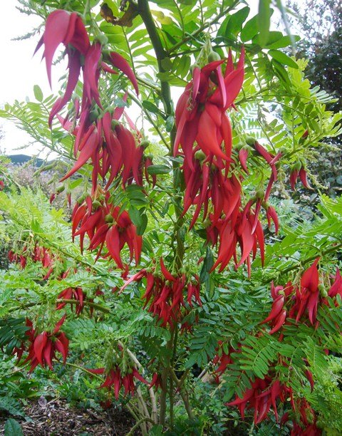 5 Red Lobster Claw Giant Kaka Beak Clianthus Seeds
