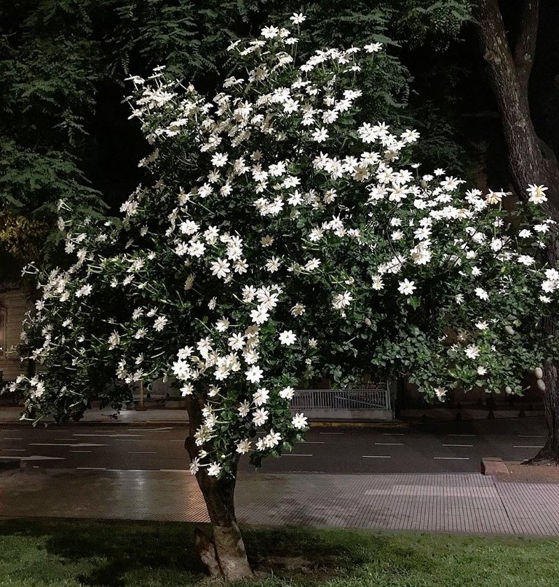 Wild Gardenia Tree