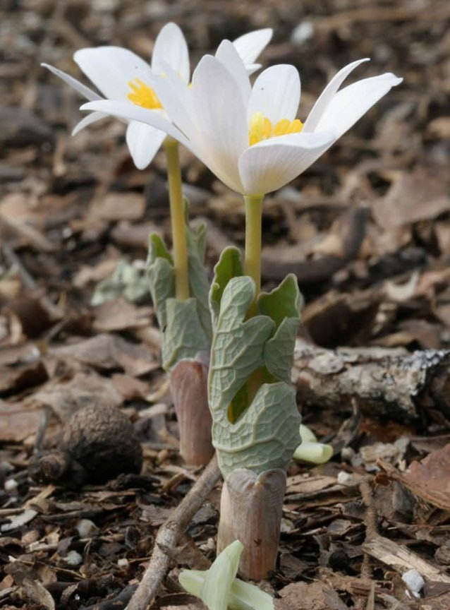 20 Wild Bloodroot Hardy Sanguinaria Seeds
