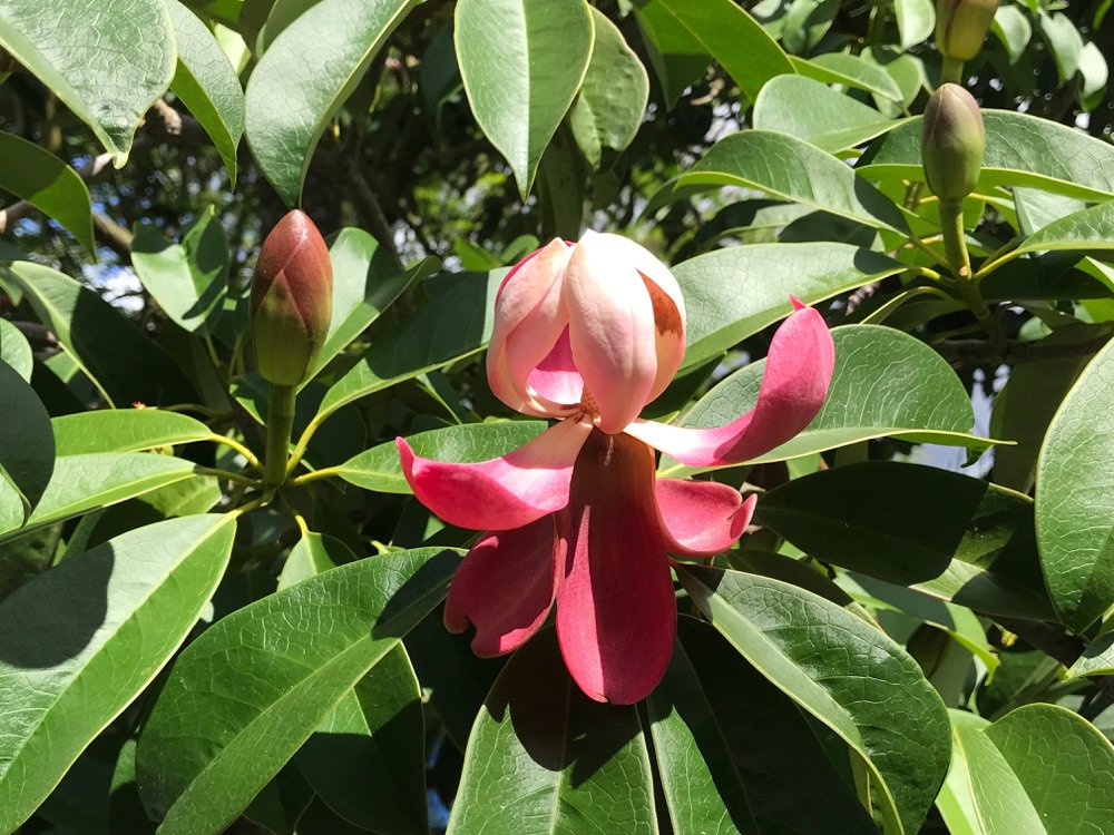 20 Red Lotus Tree Manglietia Seeds