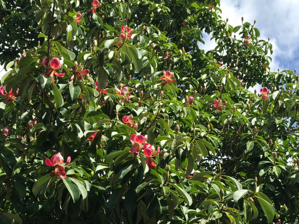 20 Red Lotus Tree Manglietia Seeds