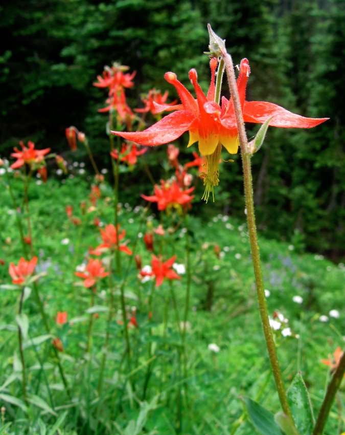 30 Native Western Crimson Red Wild Columbine Aquilegia Seeds