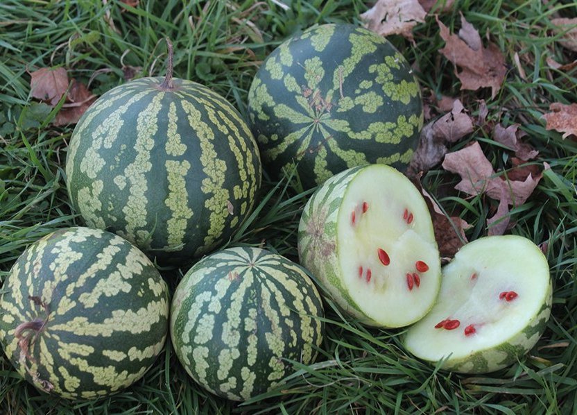 15 Heirloom Citron Melon Pickling Melon Citrullus Seeds