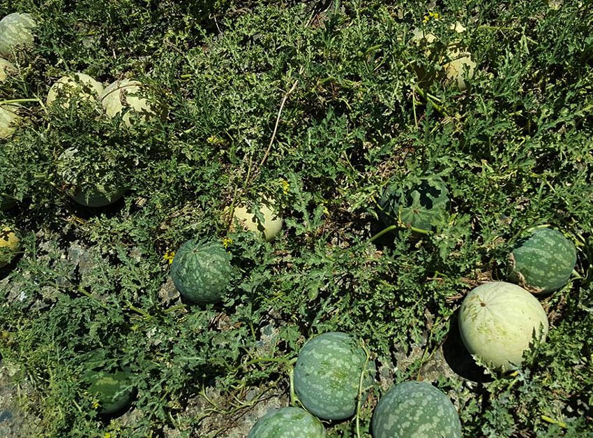 15 Heirloom Citron Melon Pickling Melon Citrullus Seeds