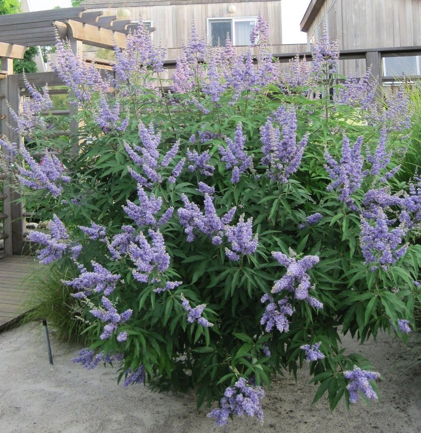 20 Blue Chaste Shrub Vitex Seeds