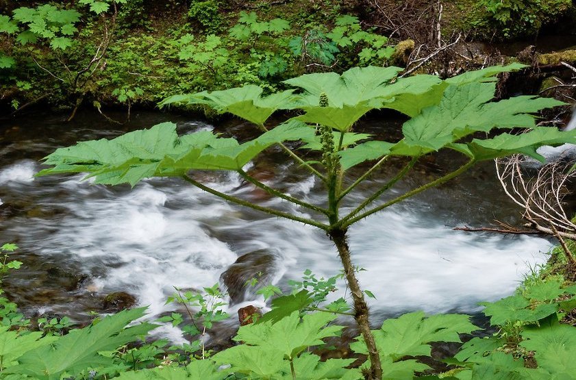 15 Wild Devil’s Club Plant Oplopanax Seeds