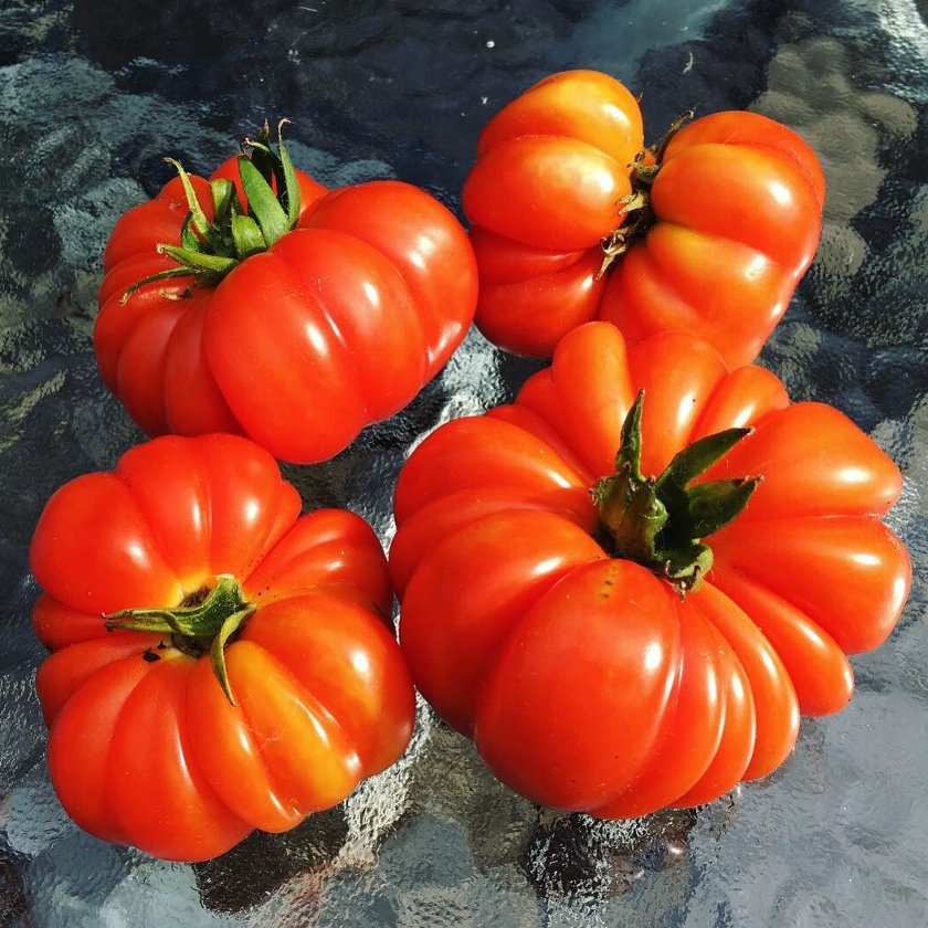 25 Italian Heirloom Pomodoro Costoluto Genovese Tomato Seeds