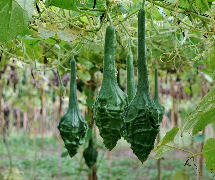 8 Heirloom Caveman's Club Dinosaur Gourd Seeds