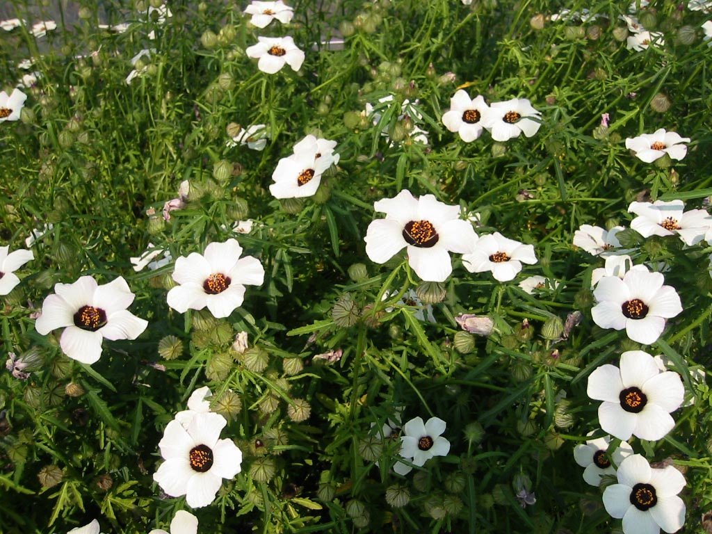 10 White Yellow Venice Mallow Hibiscus Seeds