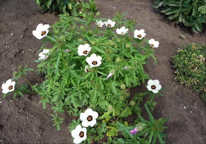 10 White Yellow Venice Mallow Hibiscus Seeds