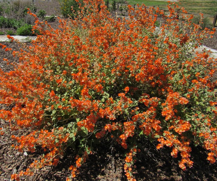 25 Native Apricot Desert Globemallow Sphaeralcea Seeds