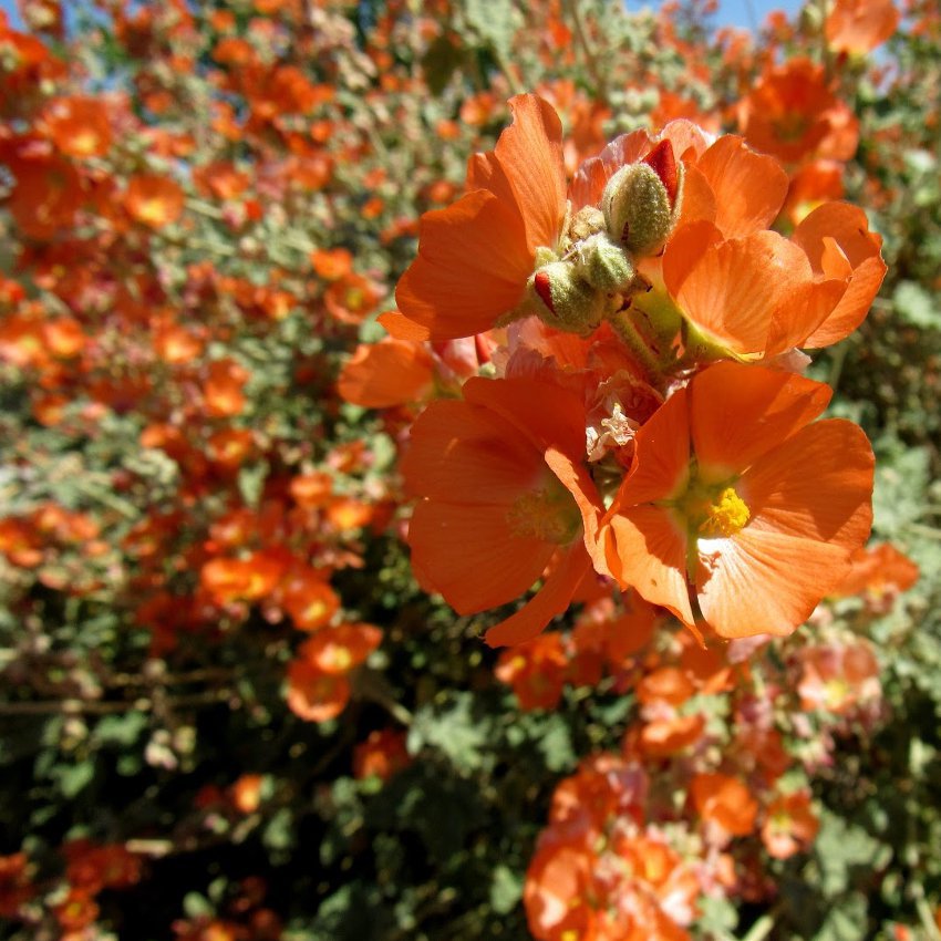 25 Native Apricot Desert Globemallow Sphaeralcea Seeds