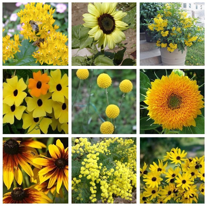 Yellow Shades Monochromatic Flower Seed Collection