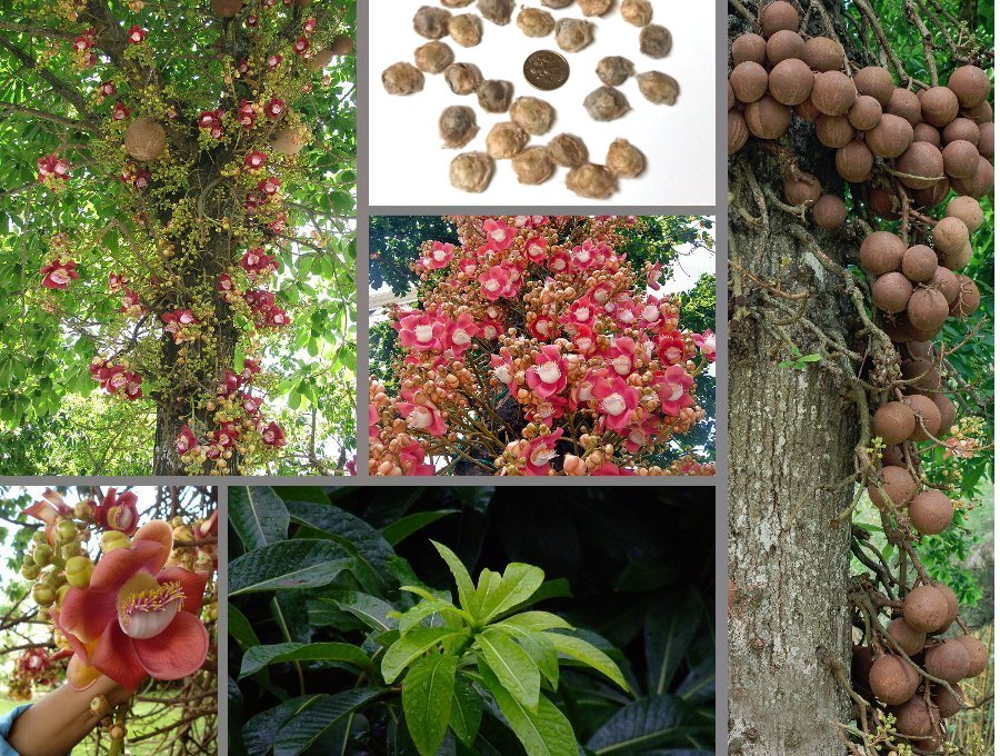 10 Cannon Ball Tree Couroupita Seeds