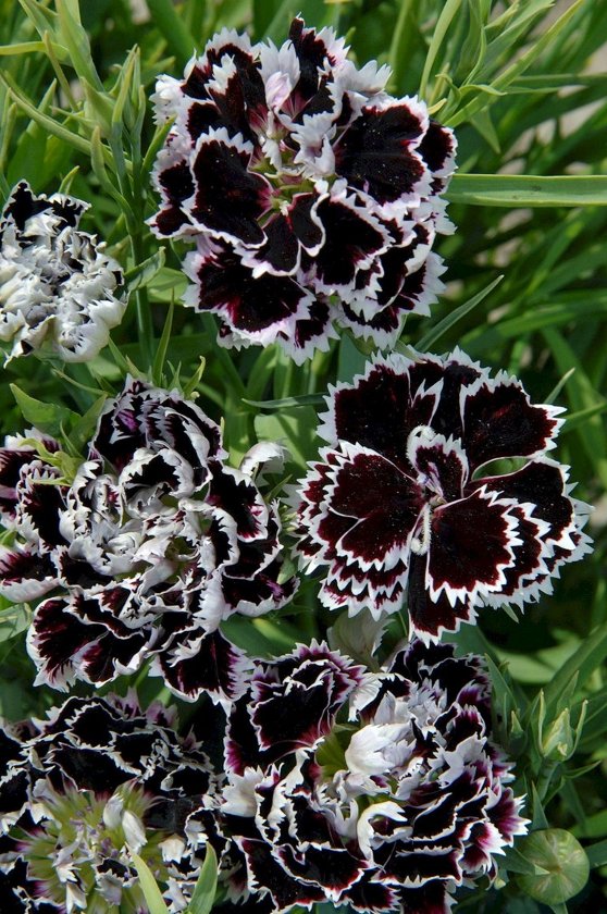 30 Carnation Black And White Minstrel Dianthus Seeds