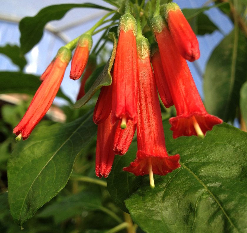 10 Red Mini Angel Trumpet Relative Iochroma Seeds