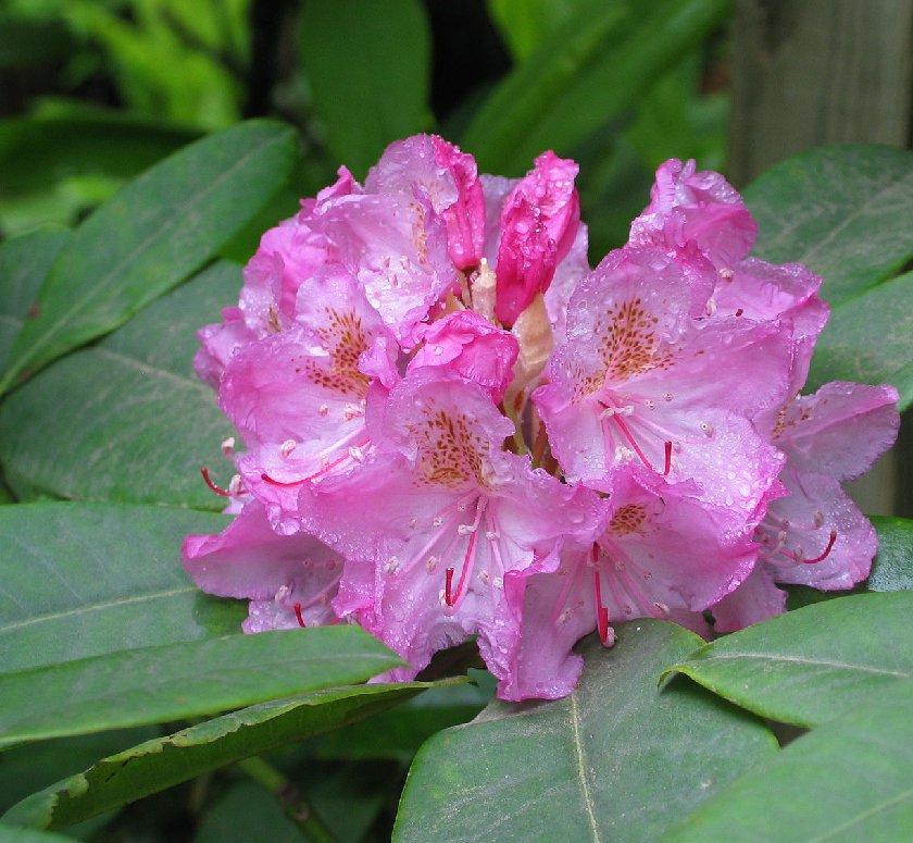 60 Native California Rosebay Rhododendron Seeds