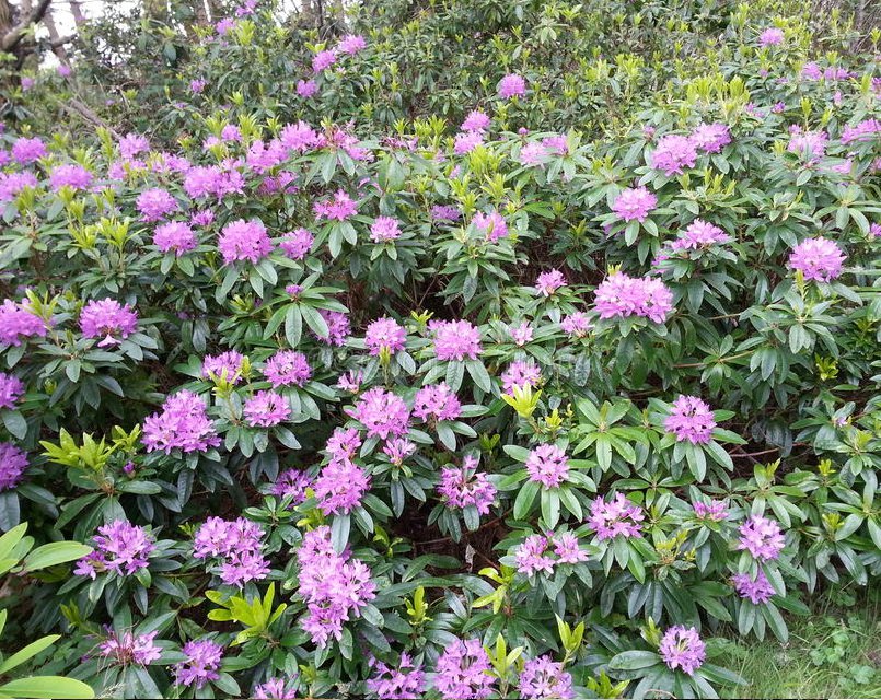 60 Native California Rosebay Rhododendron Seeds
