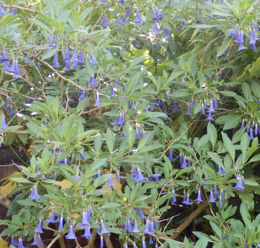 10 Blue Mini Angel Trumpet Relative Iochroma Seeds