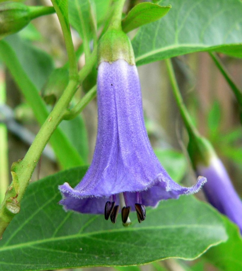 10 Blue Mini Angel Trumpet Relative Iochroma Seeds