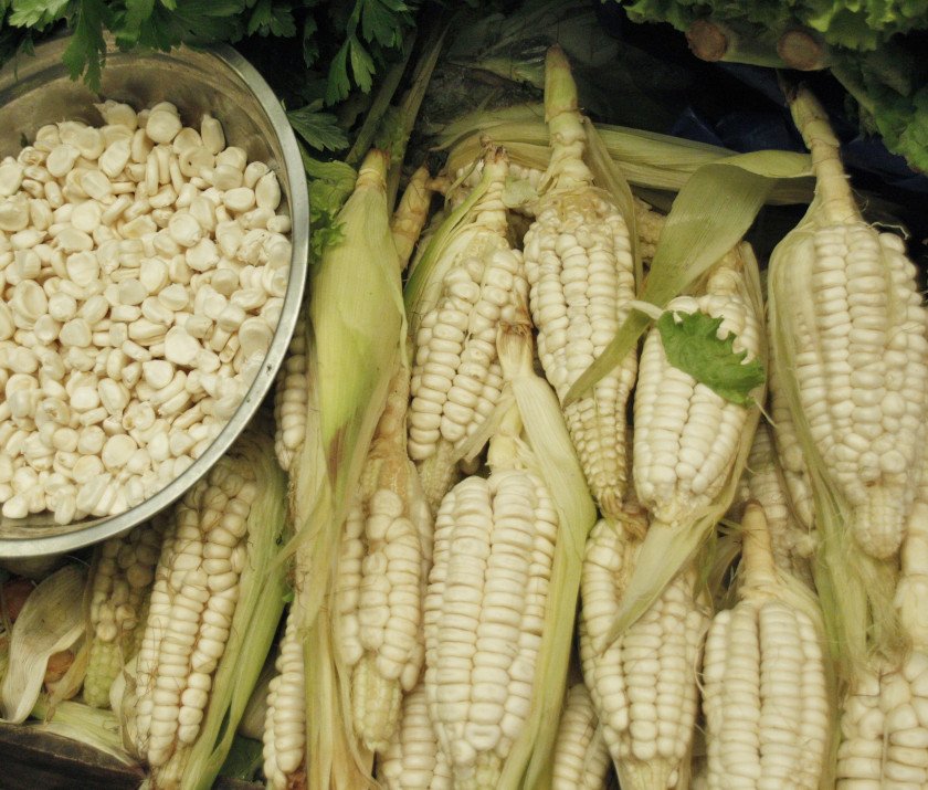 40 Peruvian Heirloom Giant White Cuzco Corn Seeds