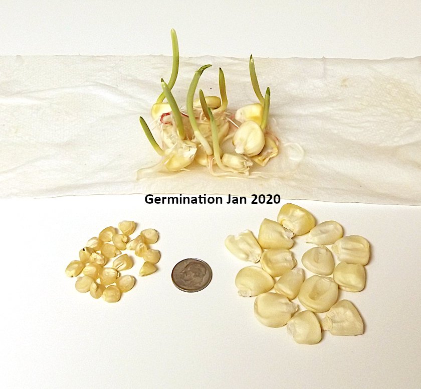 40 Peruvian Heirloom Giant White Cuzco Corn Seeds