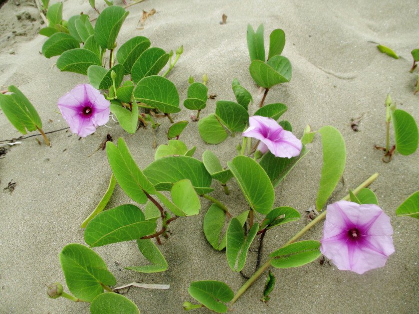 8 Railroad Vine Beach Morning Glory Ipomoea Seeds