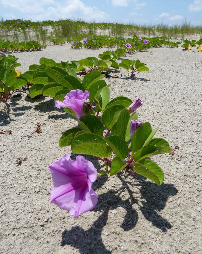 8 Railroad Vine Beach Morning Glory Ipomoea Seeds