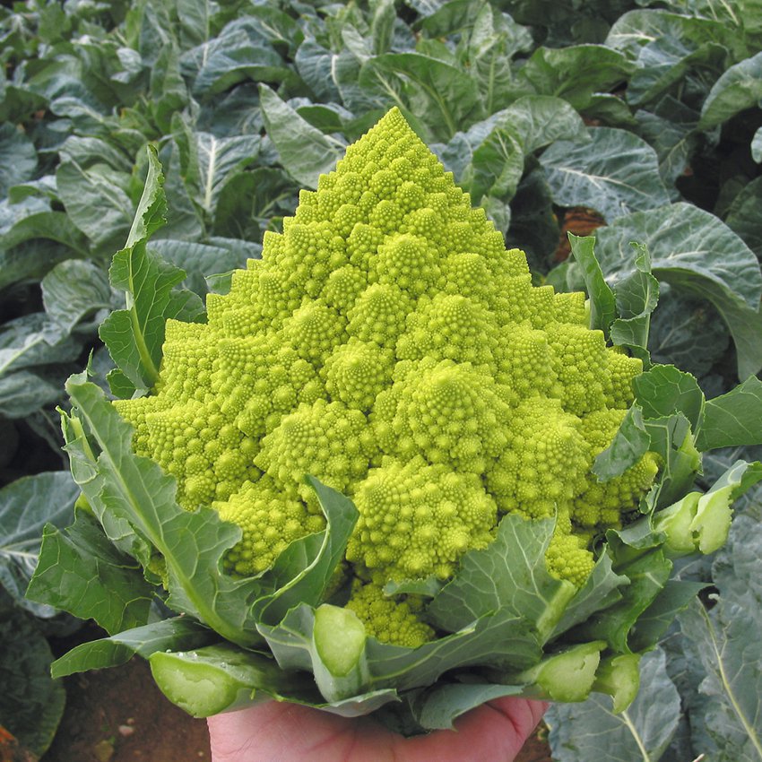 80 Italian Heirloom Romanesco Broccoli Brassica Seeds
