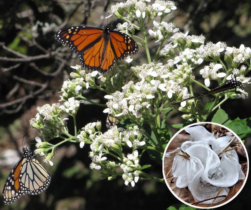 30 Wild Native Crownbeard White Frostweed Verbesina Seeds