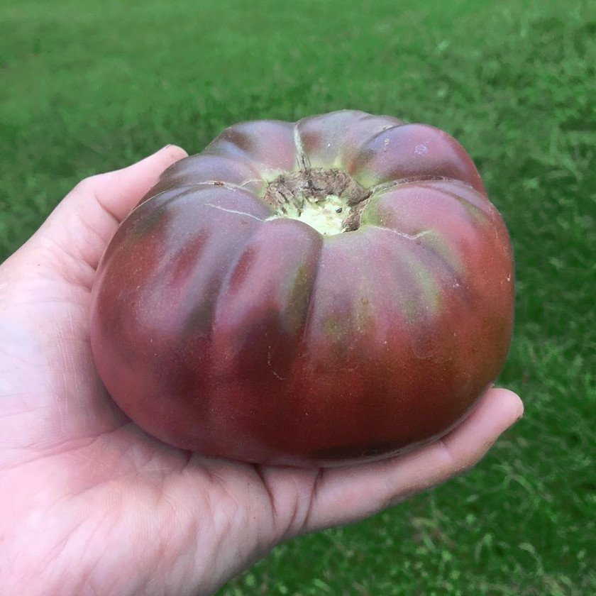 30 Heirloom Tomato Cherokee Purple Seeds