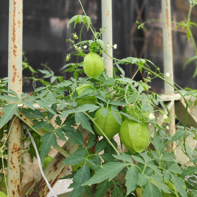 20 Balloon Vine Love in a Puff Cardiospermum Seeds