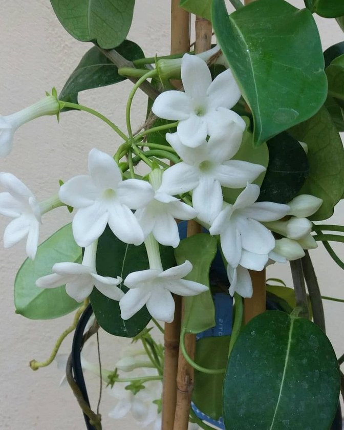 5 Bridal Wreath Vine Stephanotis Seeds