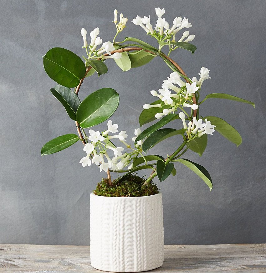 5 Bridal Wreath Vine Stephanotis Seeds