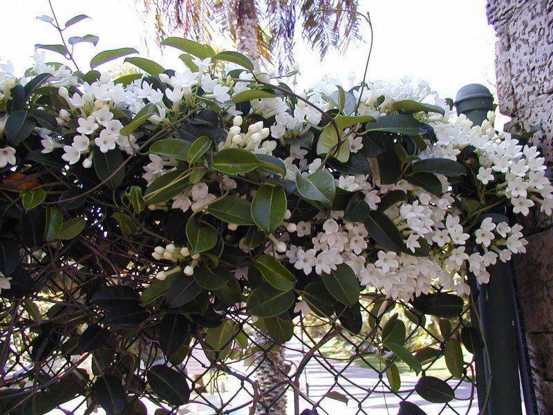 5 Bridal Wreath Vine Stephanotis Seeds