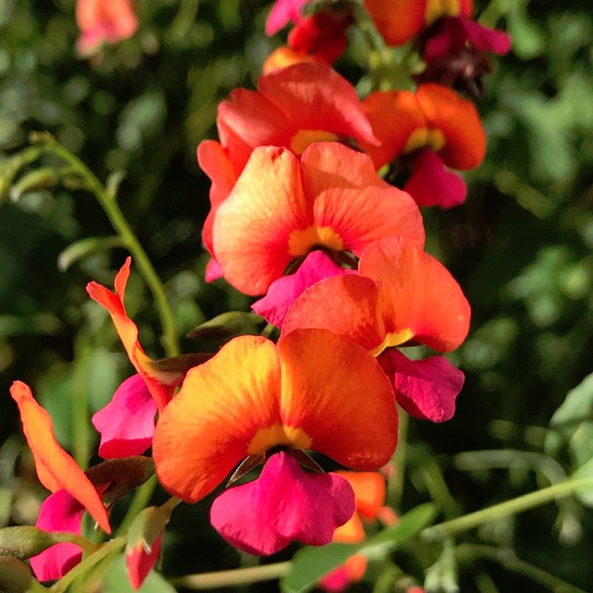 5 Red Coral Pea Vine Kennedia Seeds
