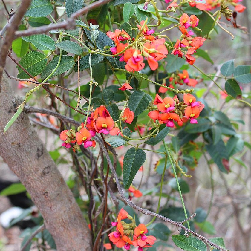5 Red Coral Pea Vine Kennedia Seeds