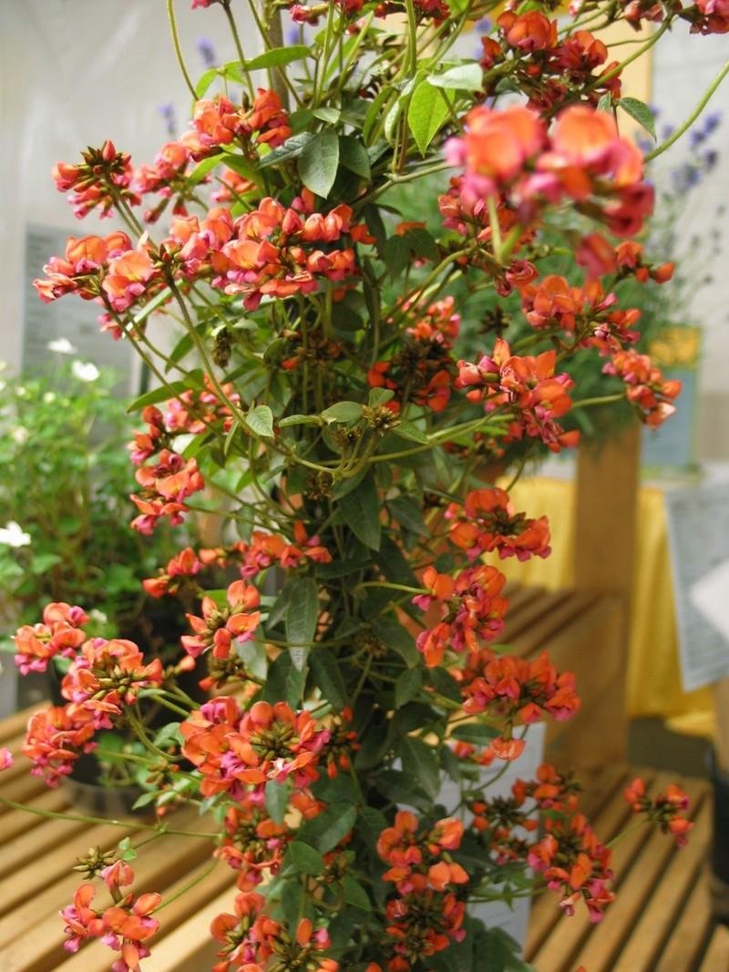 5 Red Coral Pea Vine Kennedia Seeds