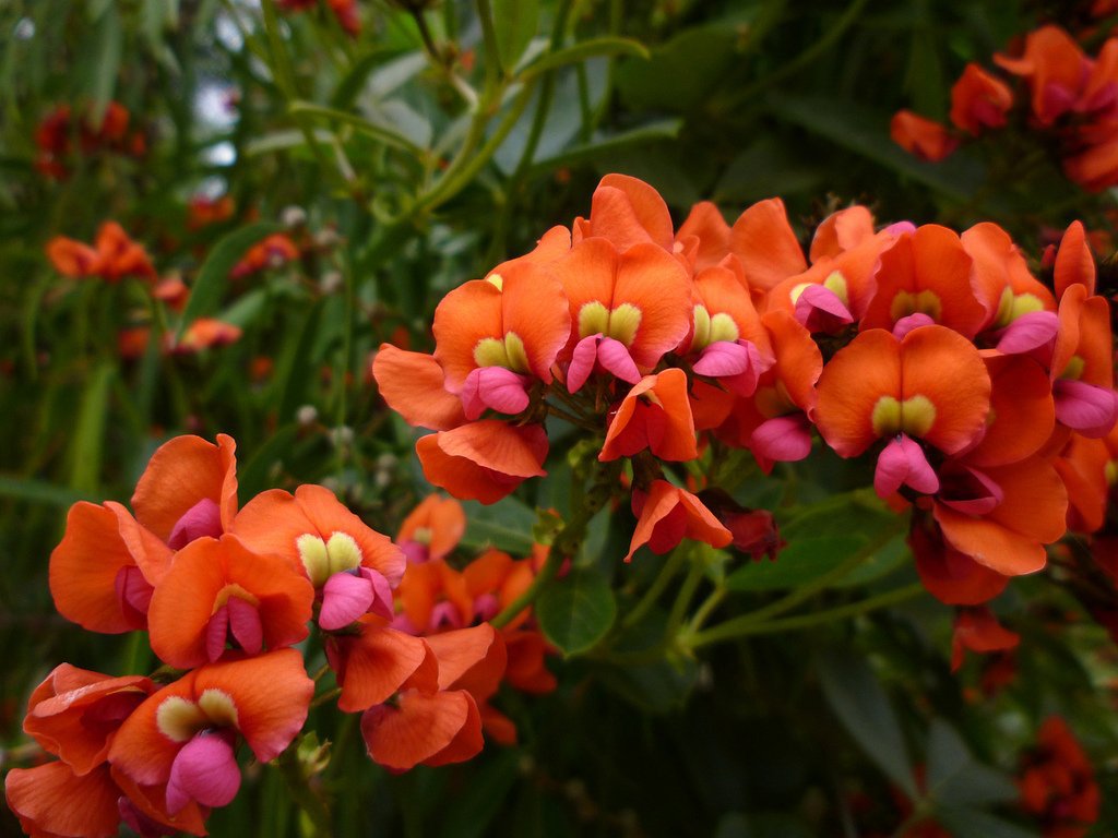 5 Red Coral Pea Vine Kennedia Seeds