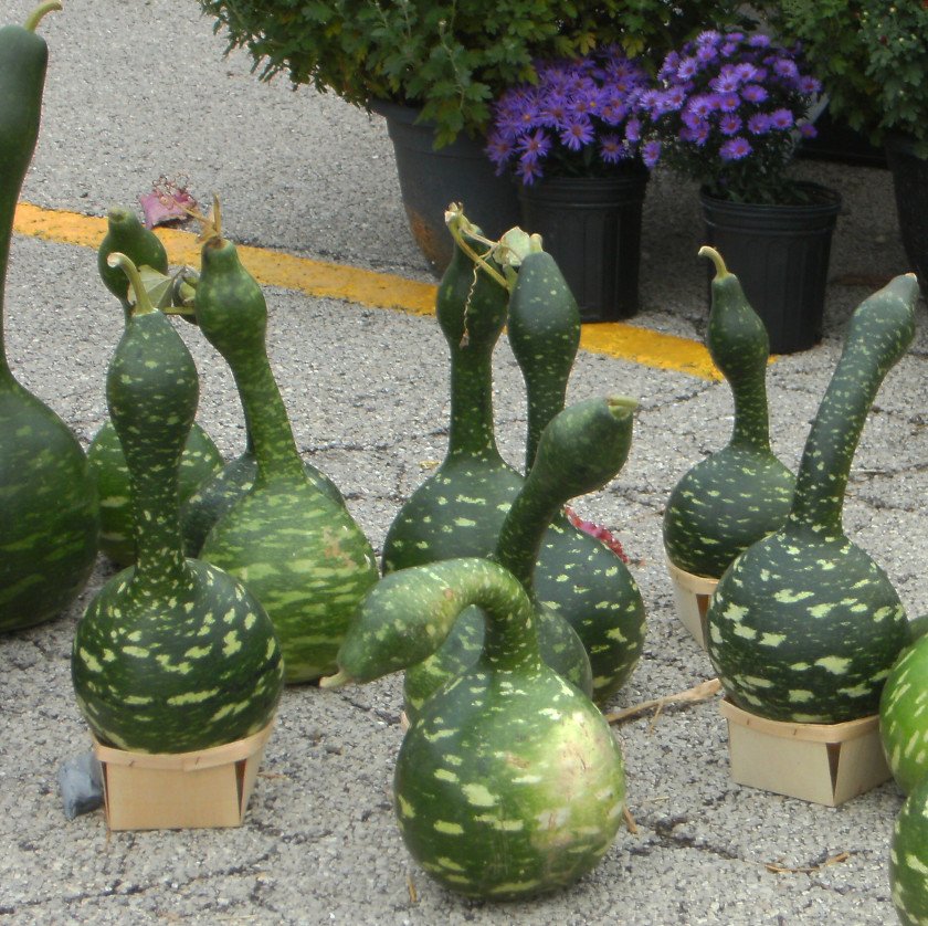 10 Heirloom Speckled Swan Hard Gourd Seeds