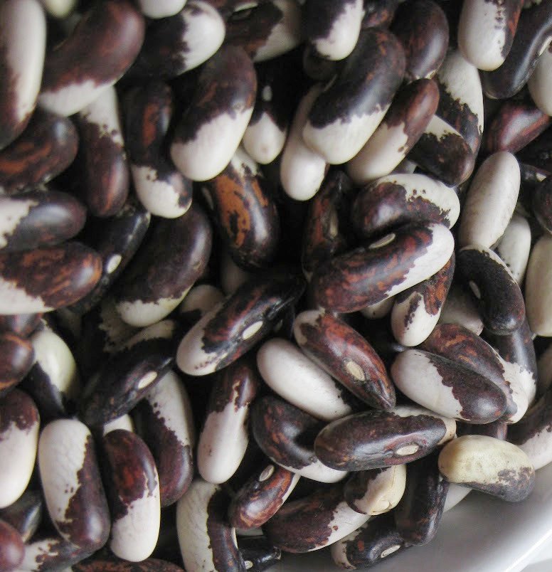 50 Heirloom Appaloosa Bean Seeds
