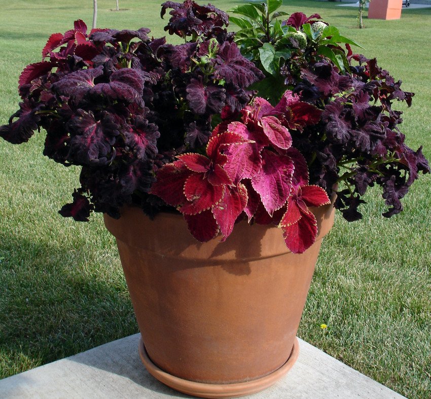 25 Painted Nettle Black Dragon Coleus Seeds