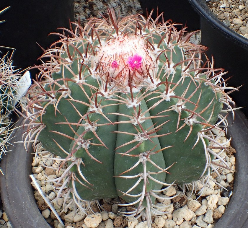 15 Melon Cactus Melocactus Seeds