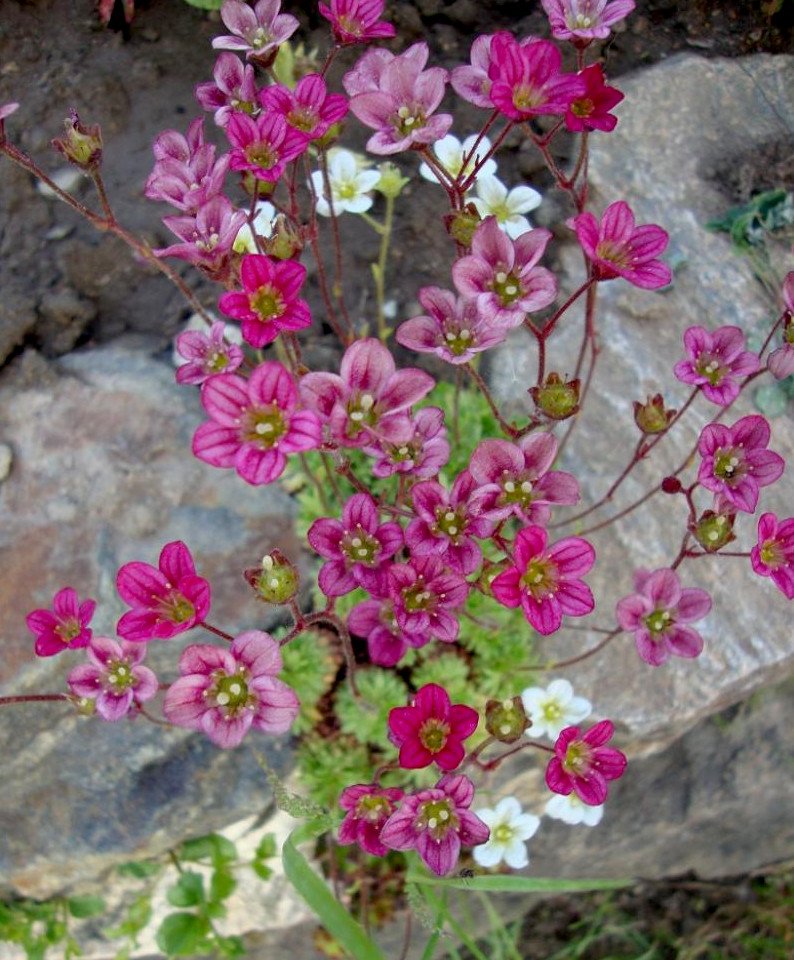 50 Hardy Rockfoil Pink Moss Saxifraga Seeds