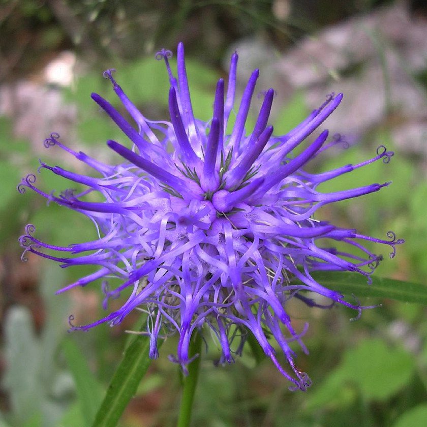 30 Blue Oxford Rampion Phyteuma Seeds